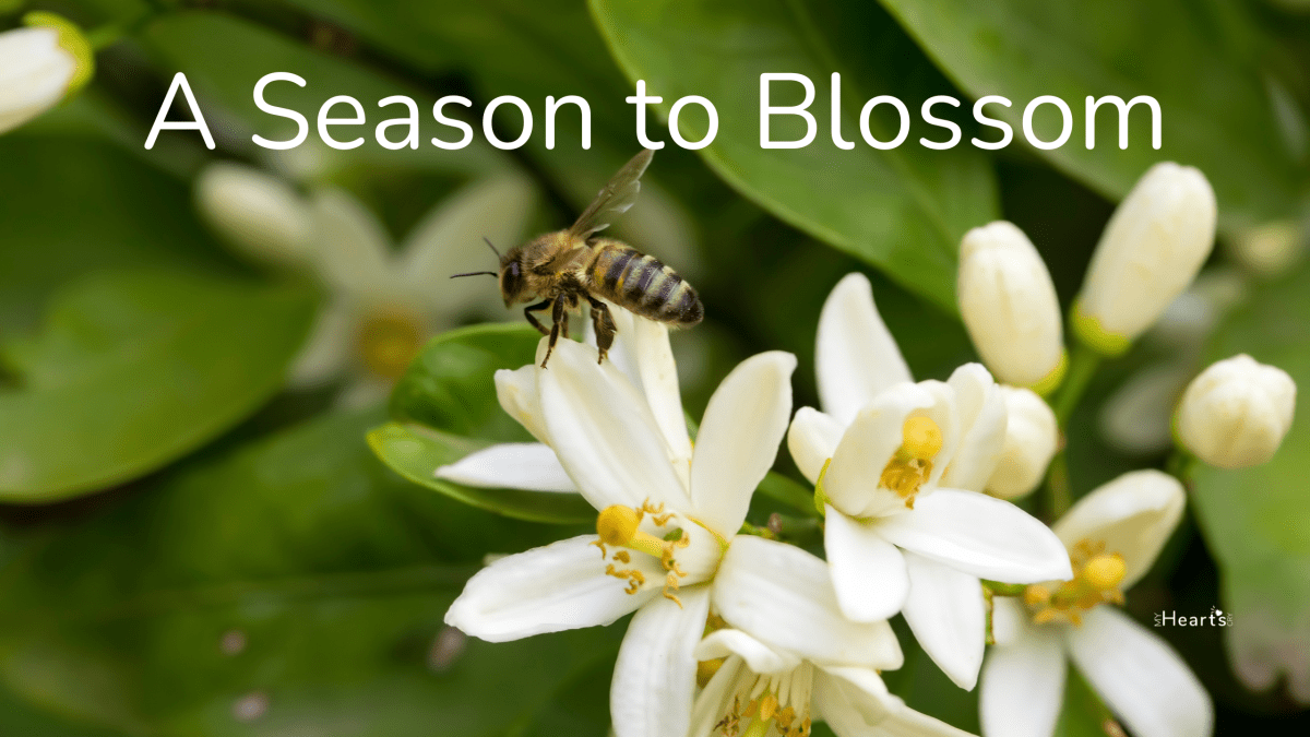 A Sweet Smelling Aroma – My Heart's Cry
